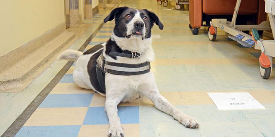 Can Dogs Get C Diff From Taking Antibiotics